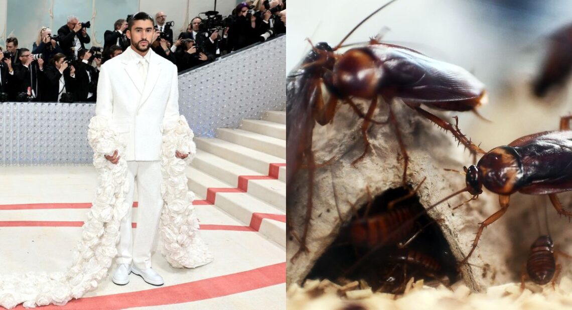 R.I.P. To La Cucaracha That Appeared On The Met Gala Red Carpet, And To ...