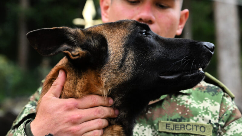 Colombian Military Ends Search for Wilson, the Dog Who Led Rescuers to ...