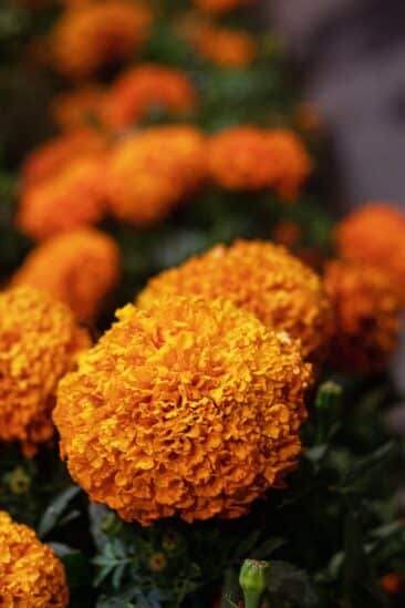 What Does the Cempasúchil Flower Represent?