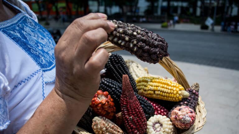 Why Mexico is Serving the U.S. a Big ‘No’ on Genetically Modified Corn