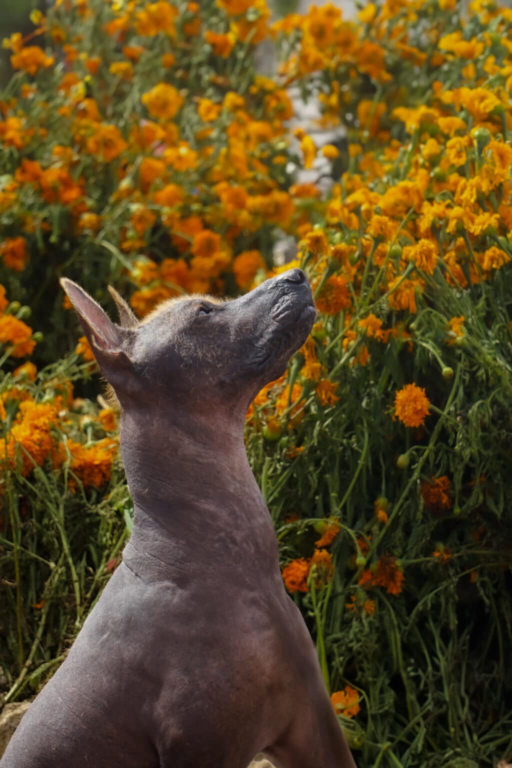 ¿Quién es el original?: Viringo peruano vs. Xoloitzcuintle mexicano